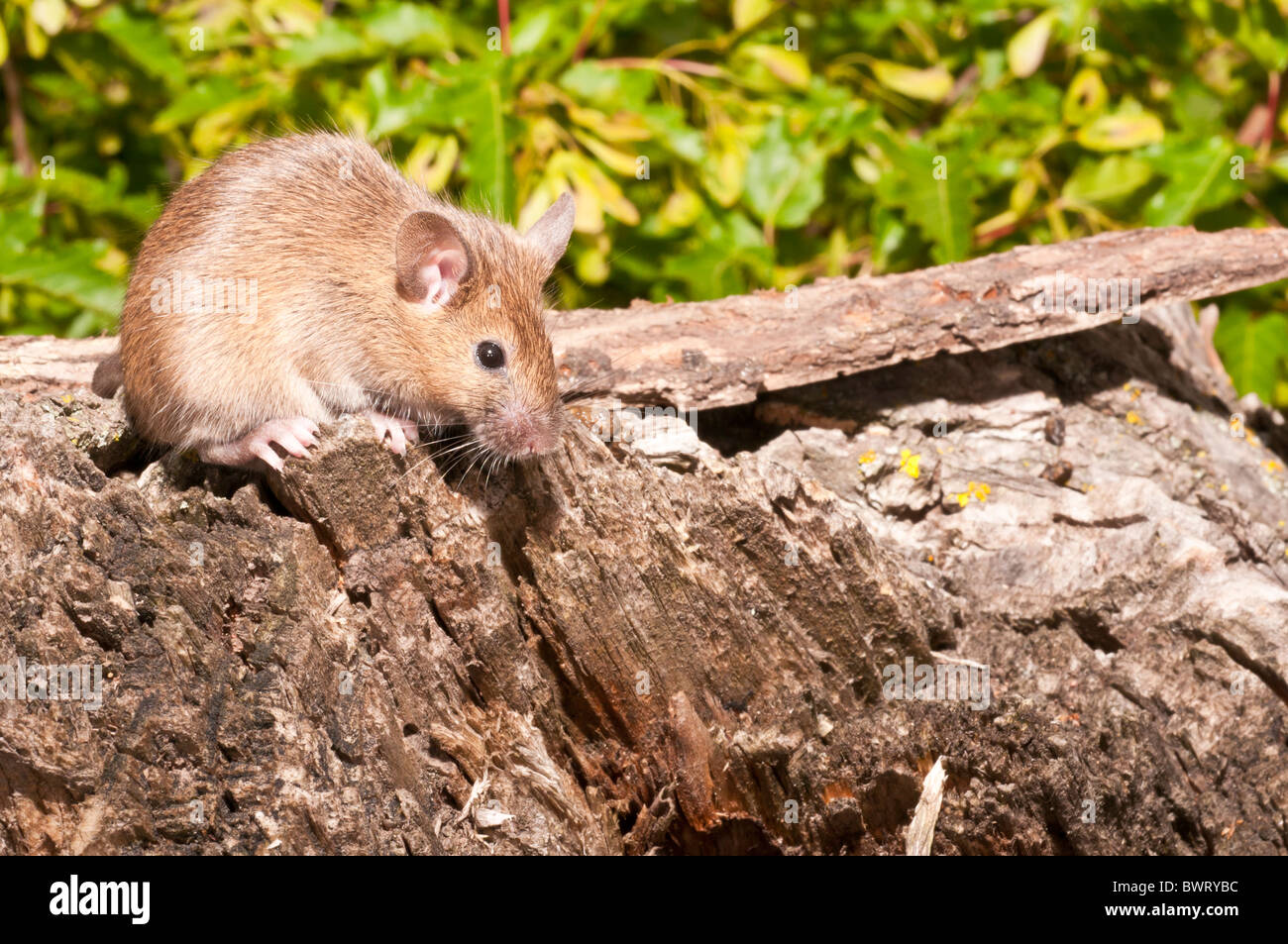 House mouse, Mus musculus domesticus, agouti coloured, ranges worldwide ...