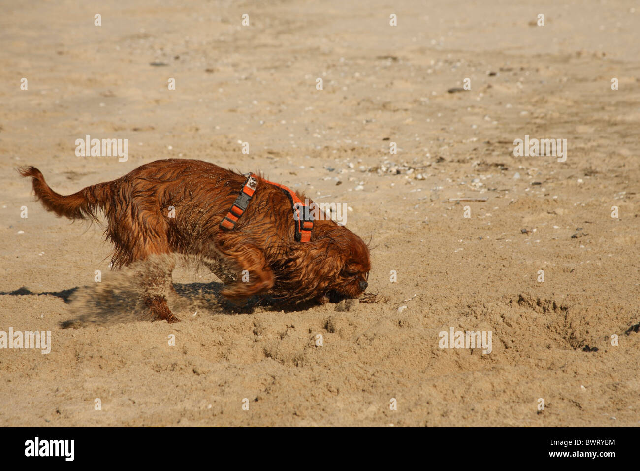 Cavalier King Charles Spaniel, ruby, digging at beach / harness Stock ...