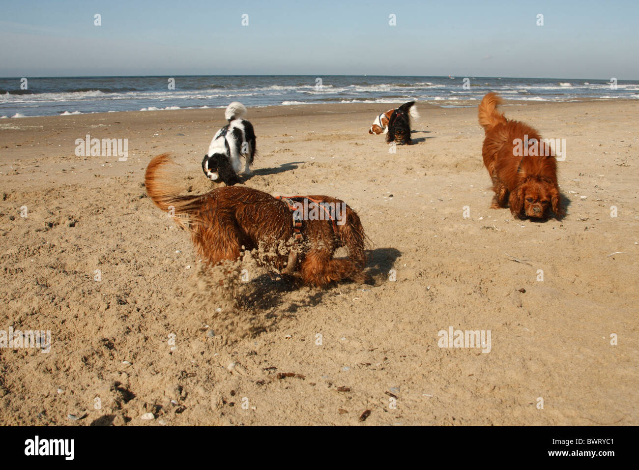 Cavalier King Charles Spaniel, ruby, digging at beach, Netherlands ...