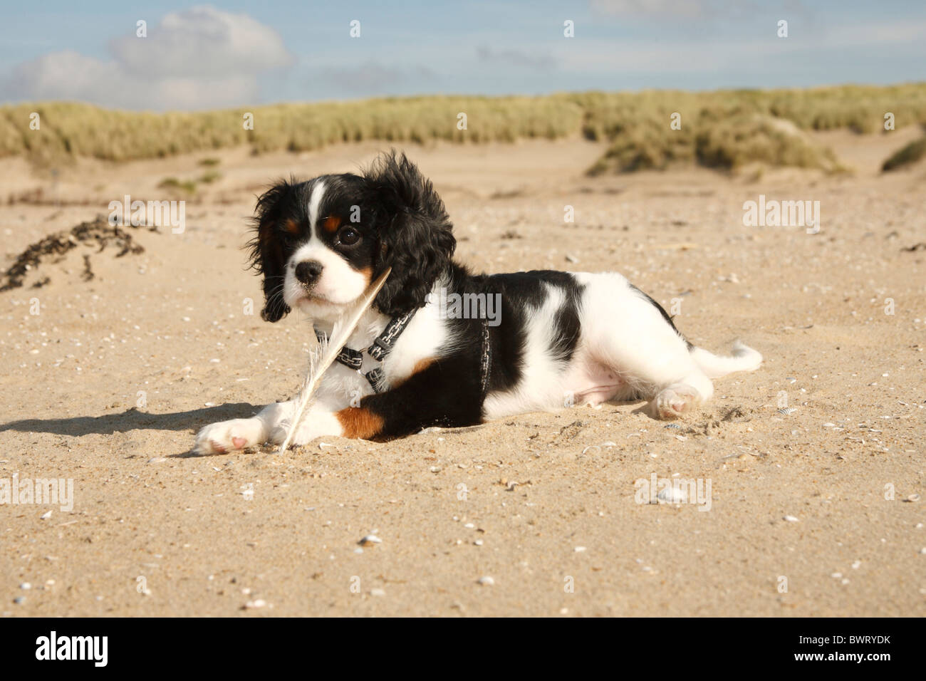 Tricolour feather hi-res stock photography and images - Alamy