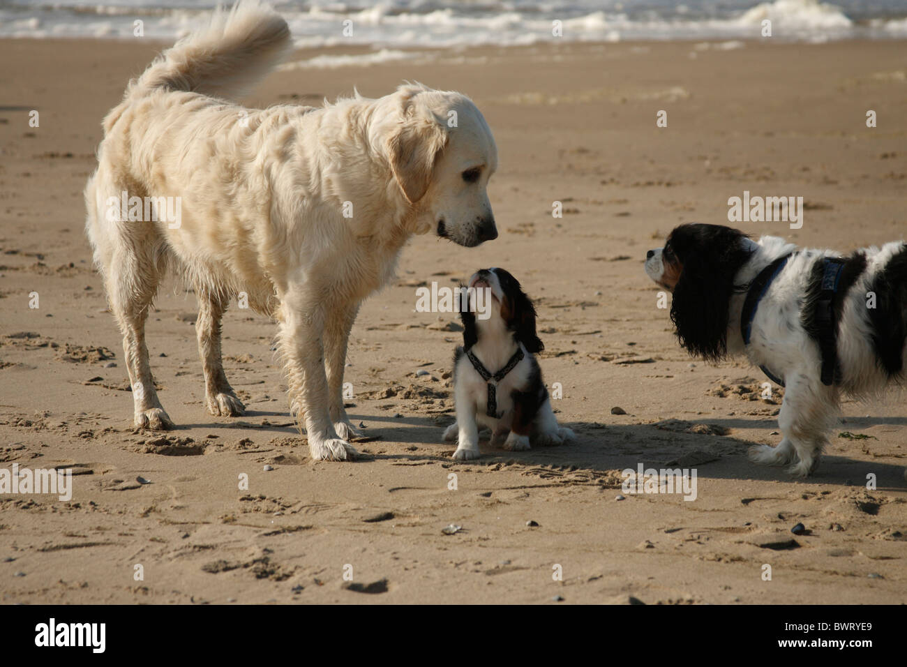 Golden Retriever meeting Cavalier King Charles Spaniel with puppy ...