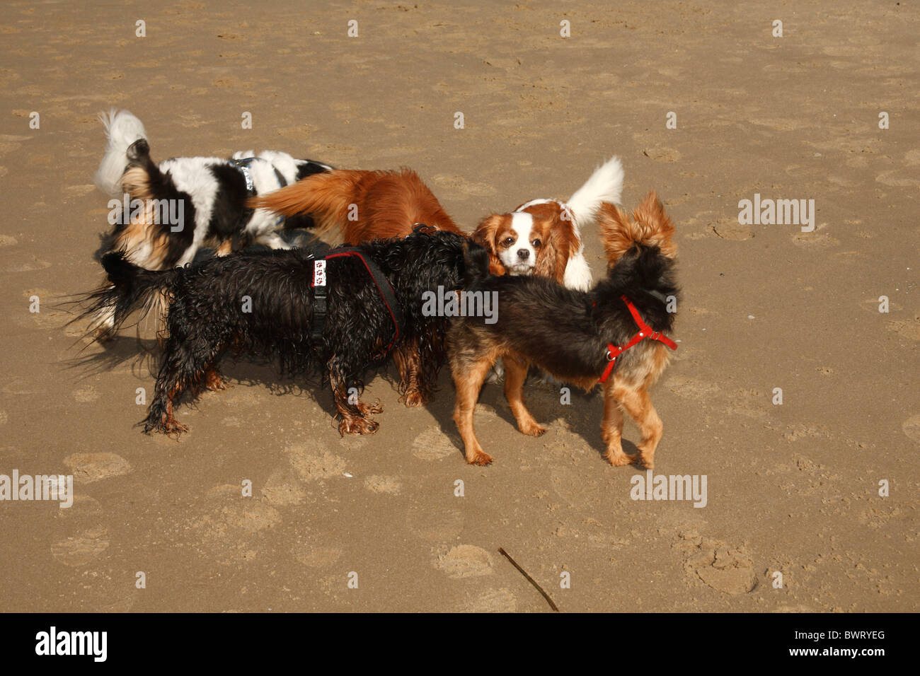 Group of Cavalier King Charles Spaniel meeting terrier, Netherlands ...