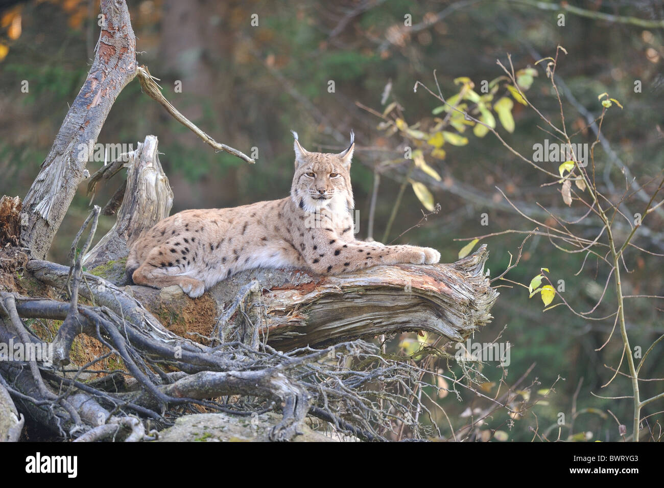Eurasian lynx - European lynx (Lynx lynx) laying on a fallen dead tree ...