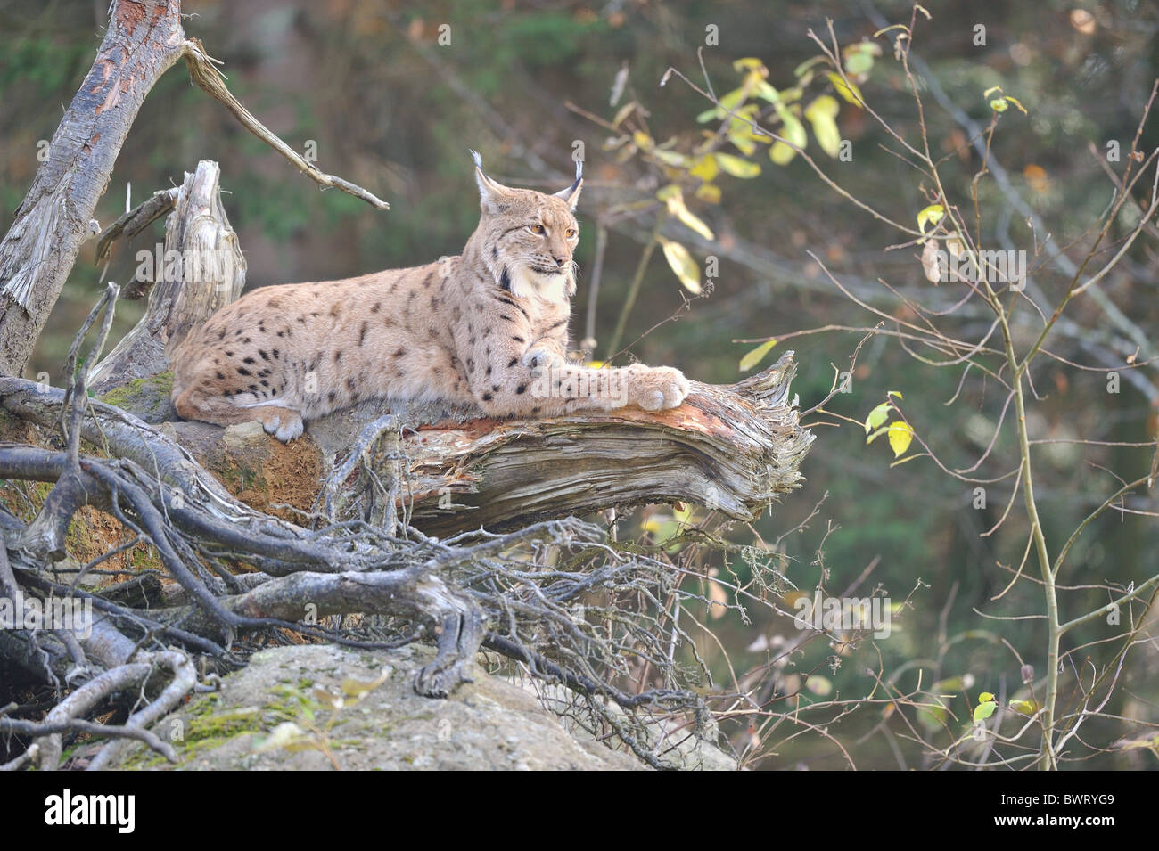 Eurasian lynx - European lynx (Lynx lynx) laying on a fallen dead tree ...