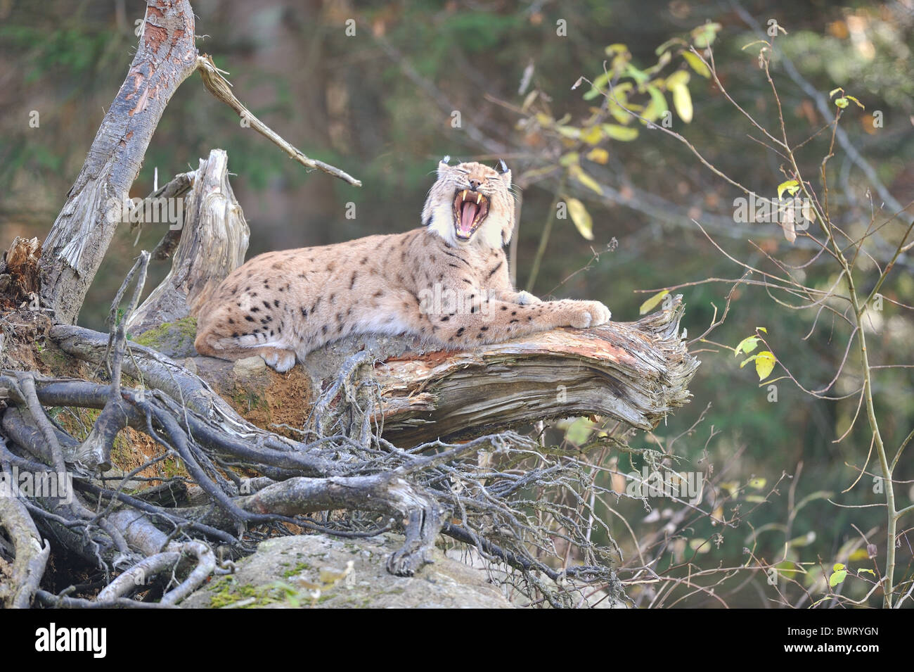 Eurasian lynx - European lynx (Lynx lynx) laying on a fallen dead tree ...