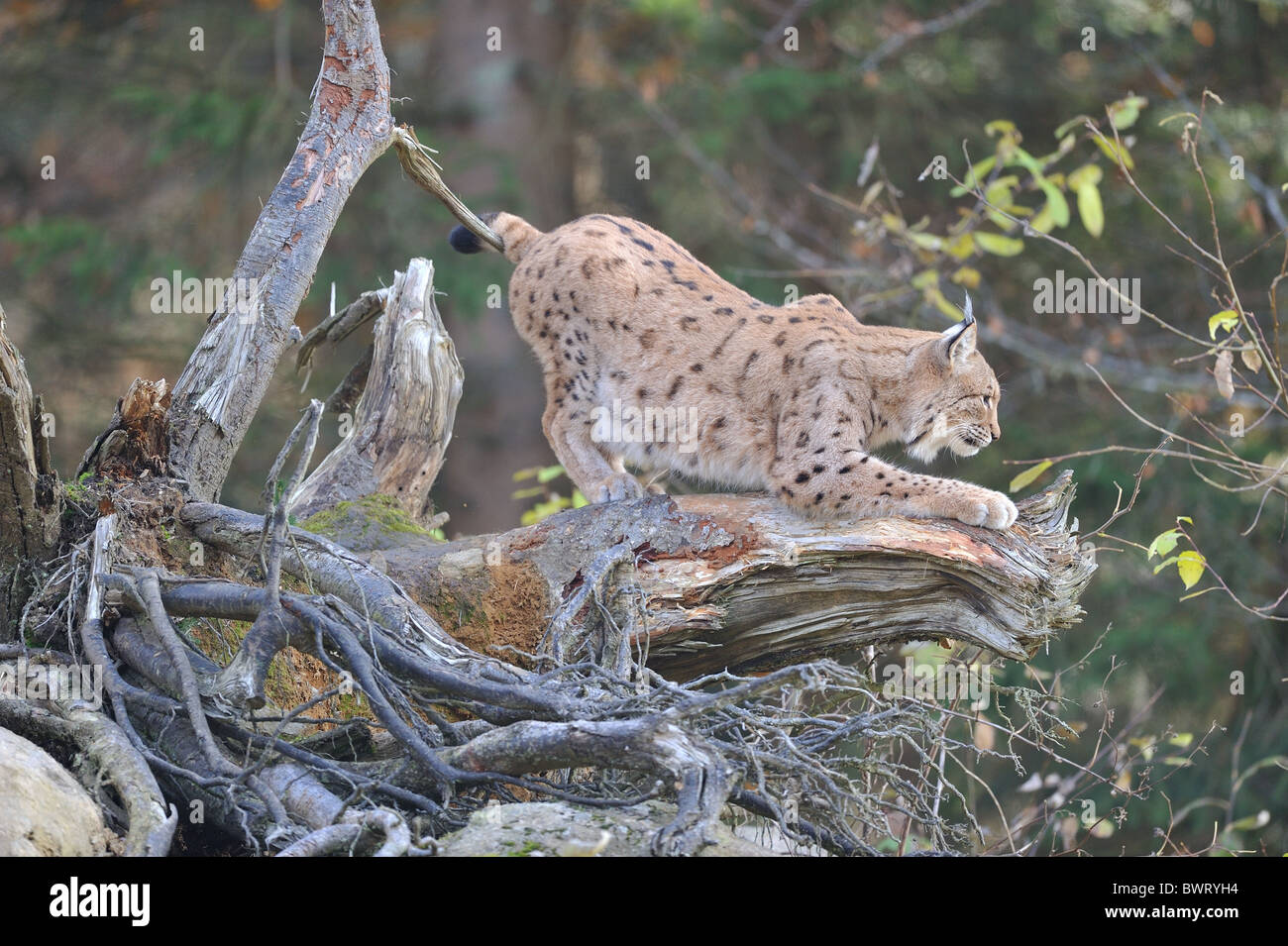 Eurasian lynx - European lynx (Lynx lynx) standing up on fallen dead ...