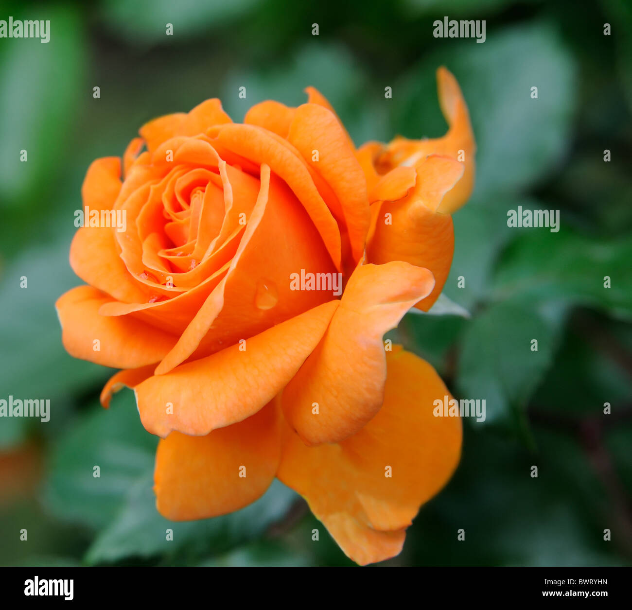 Orange rose hi-res stock photography and images - Alamy