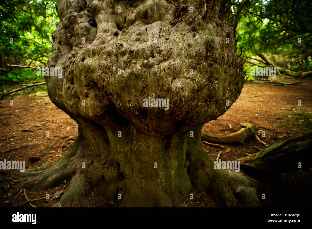 Bulbous Tree Trunk Stock Photos & Bulbous Tree Trunk Stock Images - Alamy