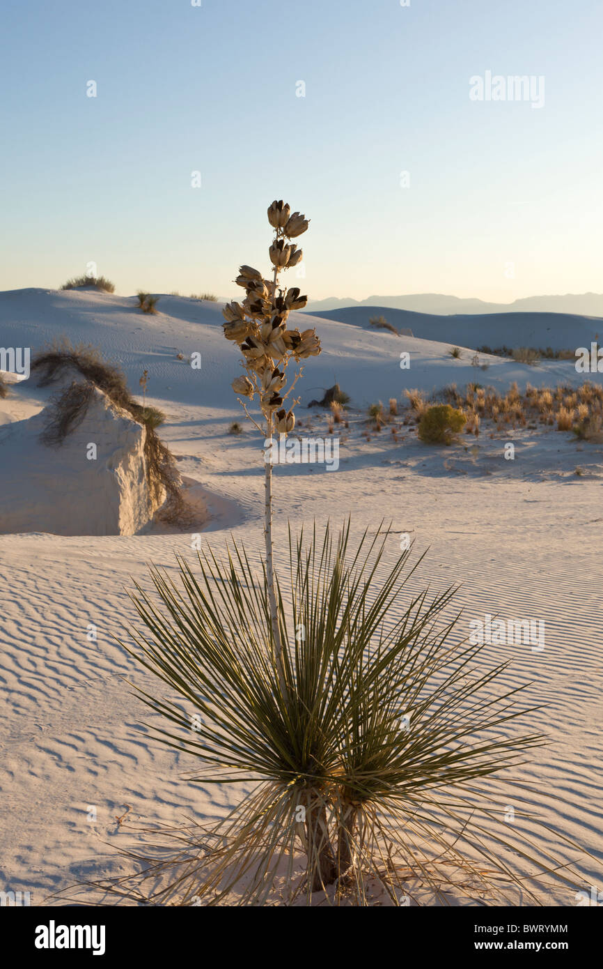 Yucca angustifolia hi-res stock photography and images - Alamy