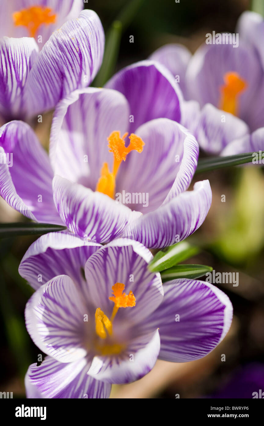Group of crocus hi-res stock photography and images - Alamy