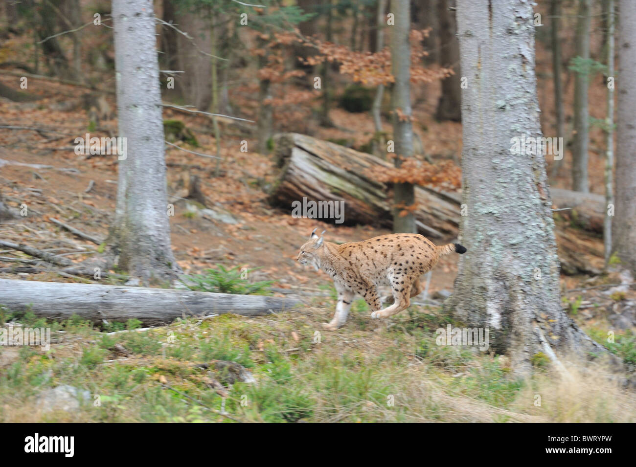 Eurasian lynx - European lynx (Lynx lynx) running (sequence 4/4 ...