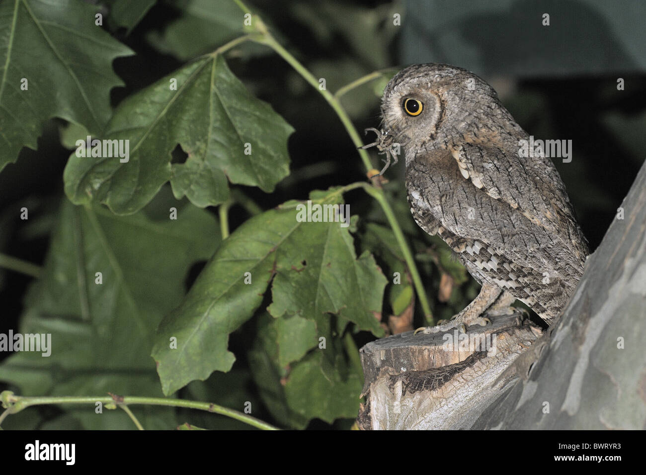 Scops owl - Eurasian scops owl - European scops owl (Otus scops ...