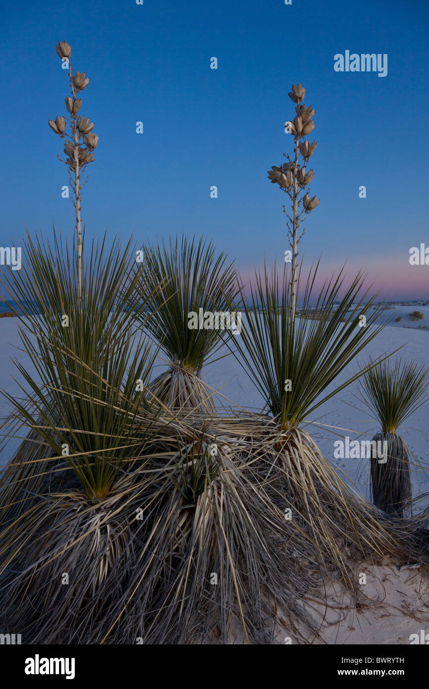 Soaptree yucca (Yucca elata) at dusk against the gypsum sand dunes of ...
