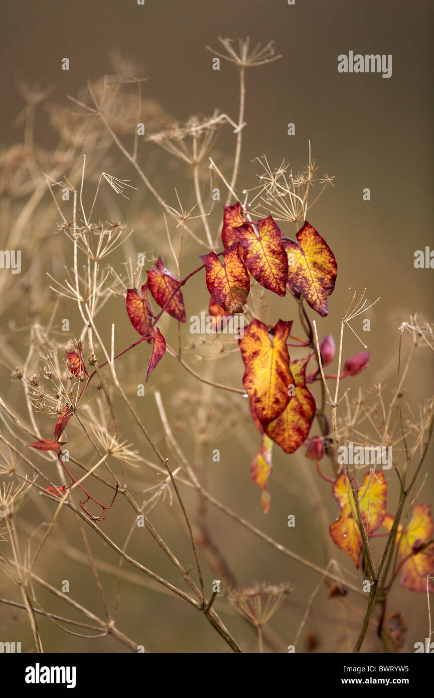 Ivy turning hi-res stock photography and images - Alamy