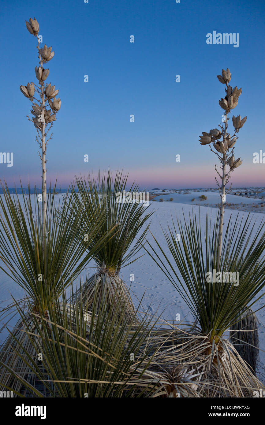 Yucca angustifolia var radiosa hi-res stock photography and images - Alamy