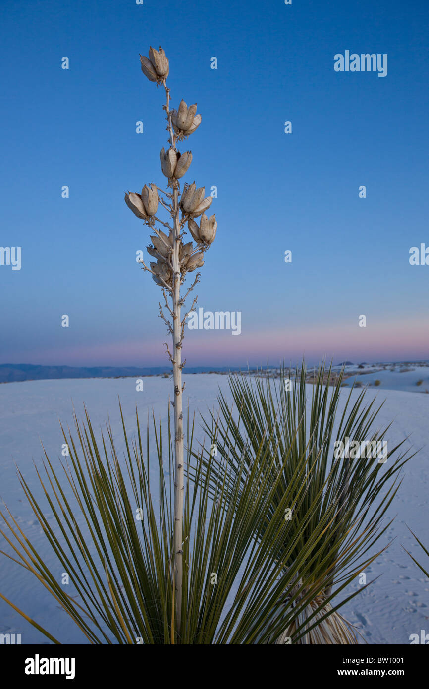 Yucca angustifolia hi-res stock photography and images - Alamy