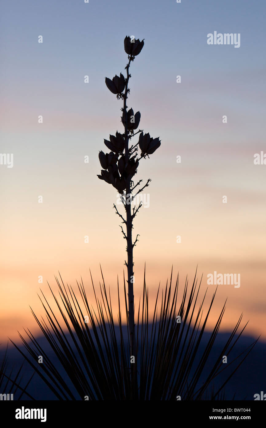 Yucca angustifolia hi-res stock photography and images - Alamy