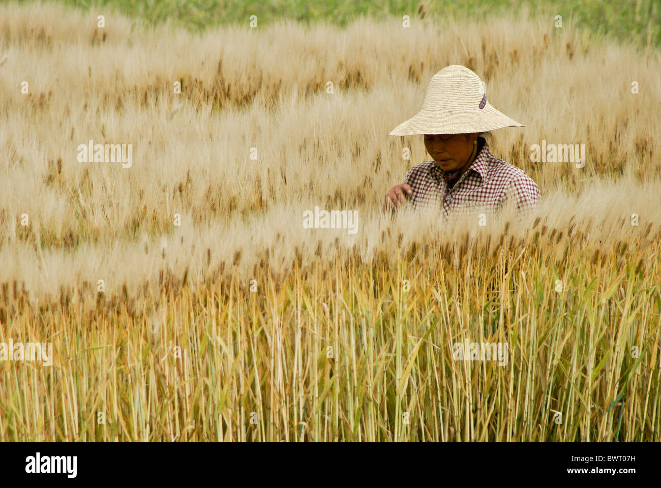 Woman farmer in rice field, Yunnan, China Stock Photo - Alamy