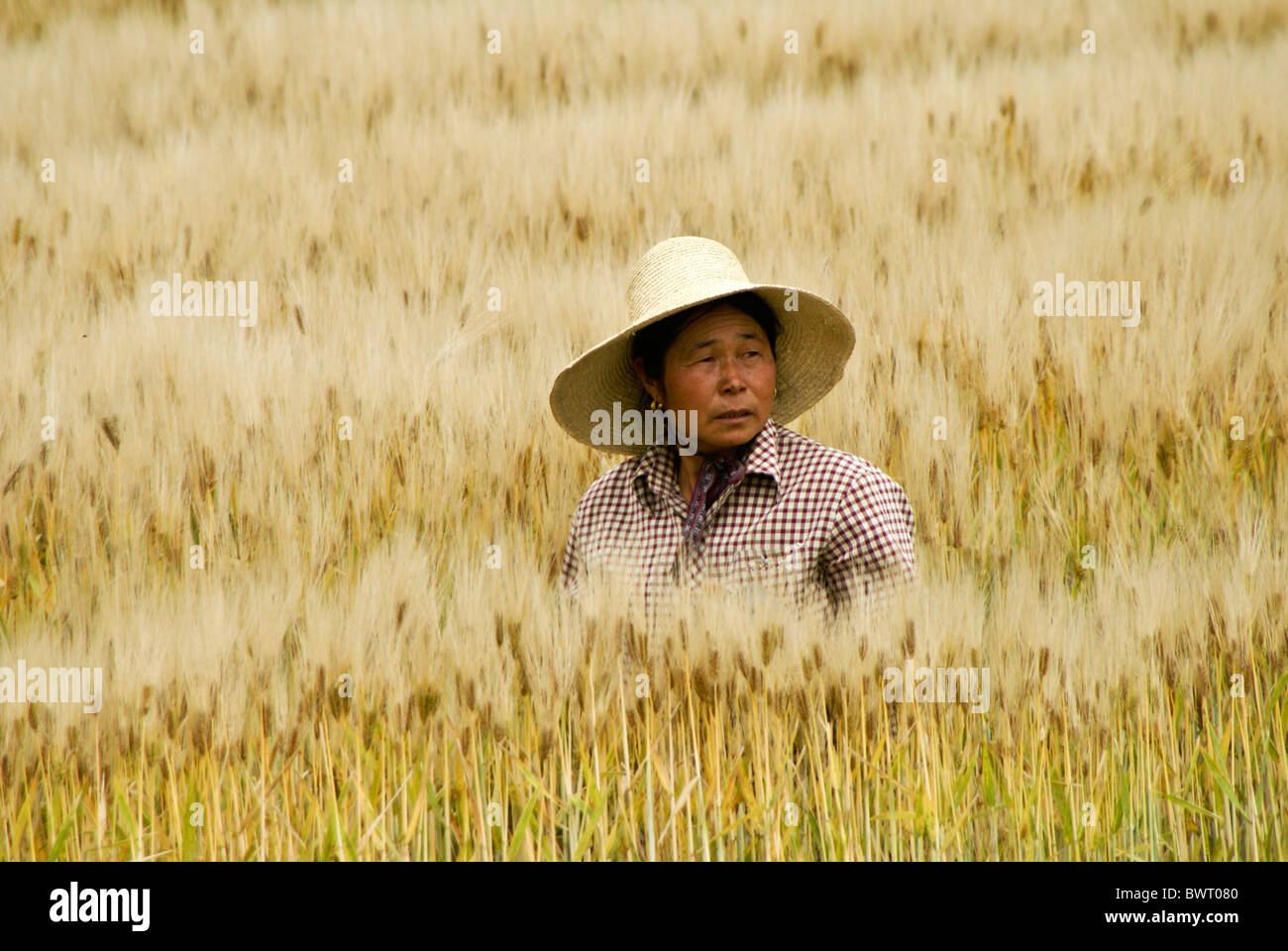 Woman farmer in rice field, Yunnan, China Stock Photo - Alamy