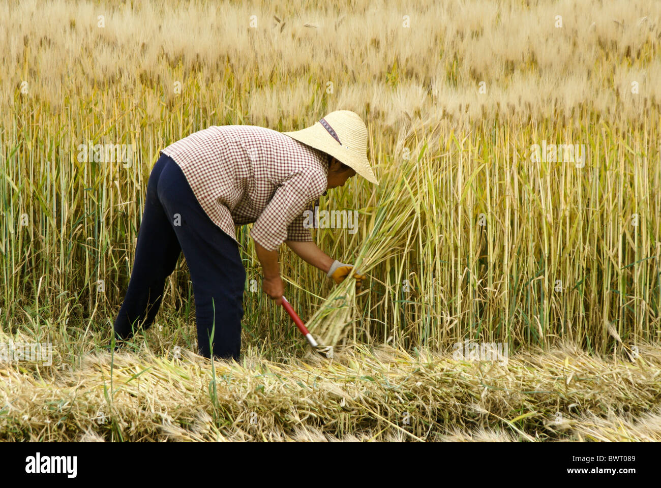 Chinese Peasant Farmer Stock Photos & Chinese Peasant Farmer Stock ...