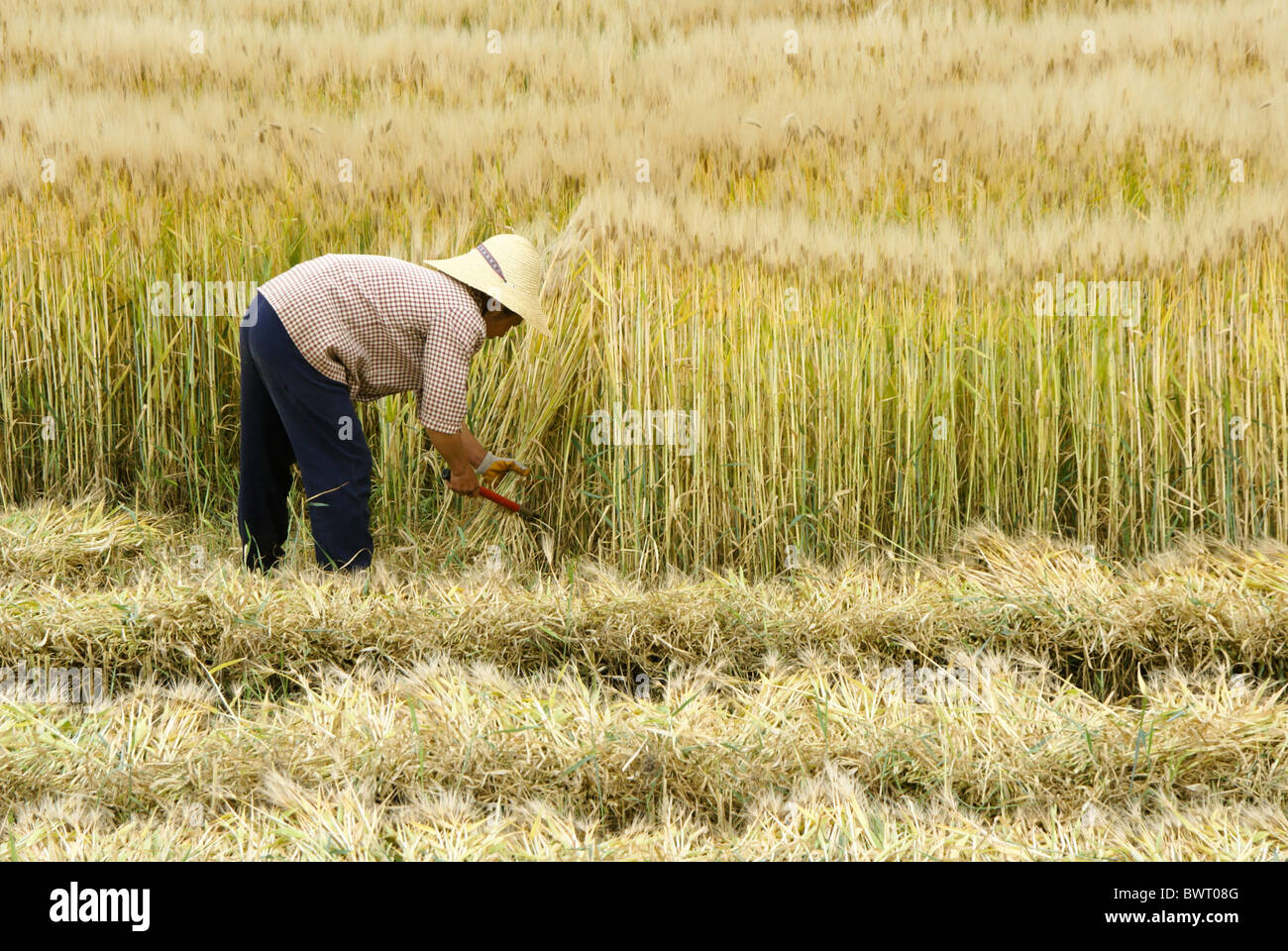 Woman harvesting rice, Dali, Yunnan, China Stock Photo - Alamy