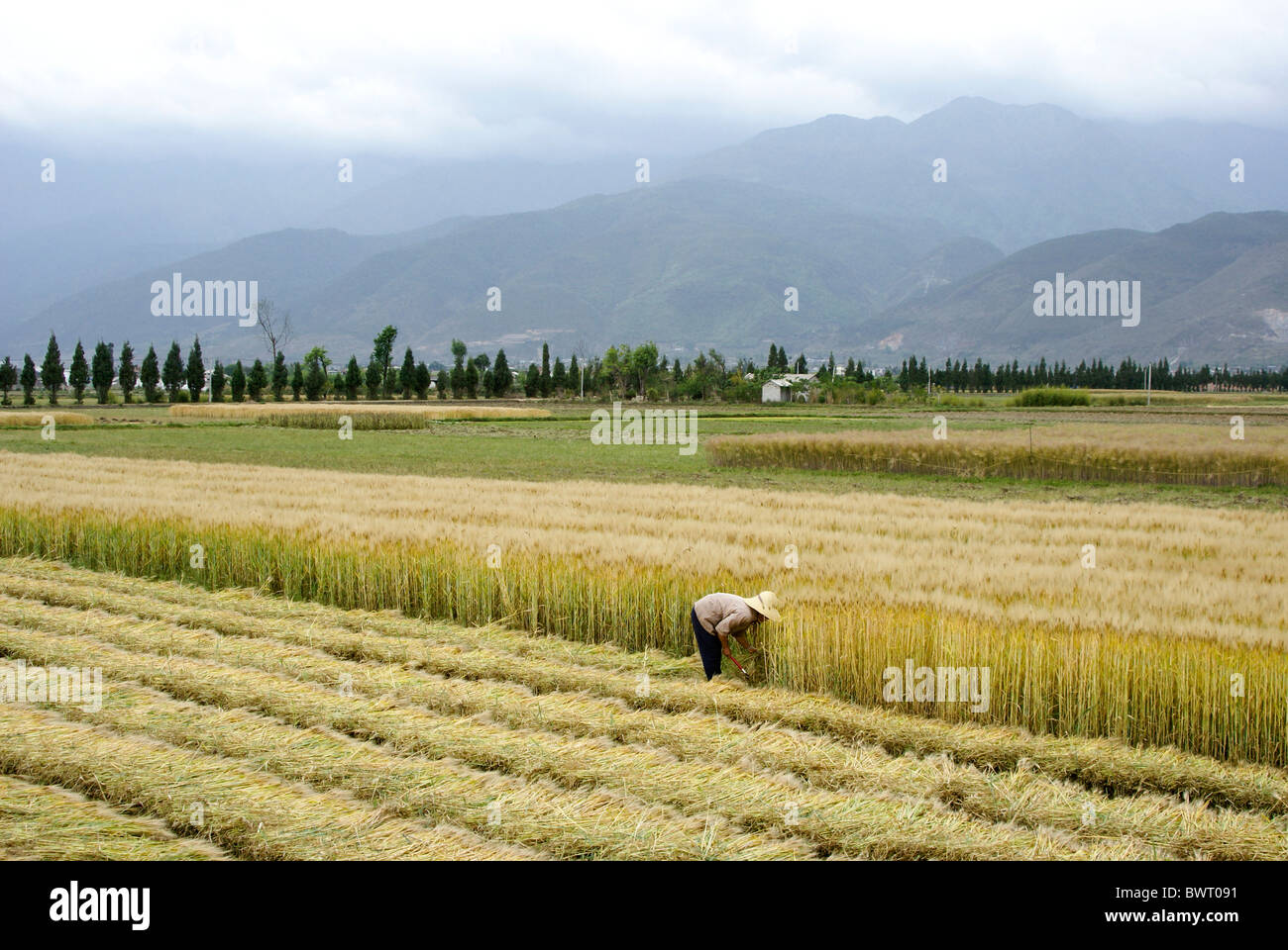 Woman harvesting rice, Dali, Yunnan, China Stock Photo - Alamy