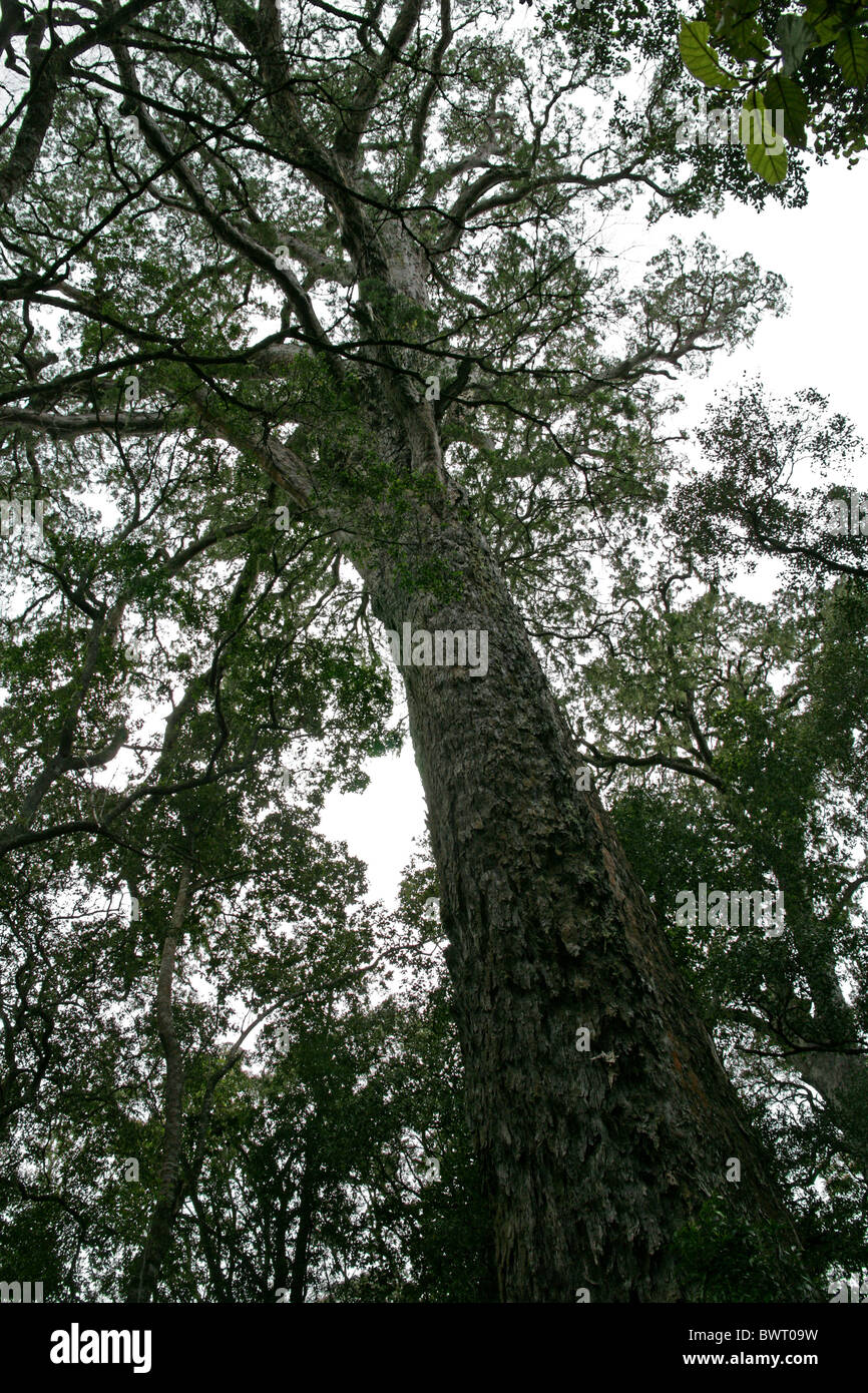 "The Big Tree", a Large Famous Tree and Tourist Attraction, Ratel ...