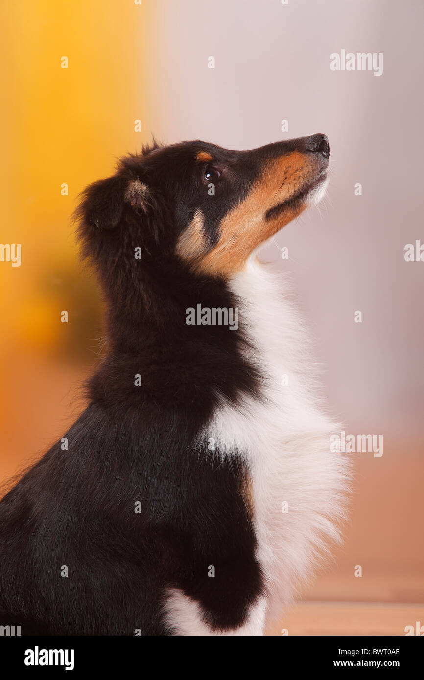Sheltie, puppy, 4 1/2 months / Shetland Sheepdog, profile, side Stock ...