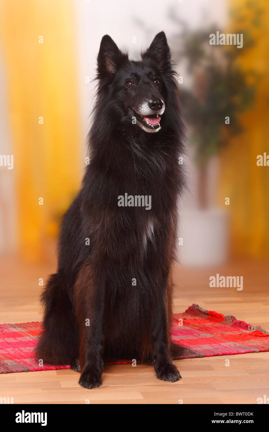 Groenendael / Belgian Shepherd Dog Stock Photo - Alamy
