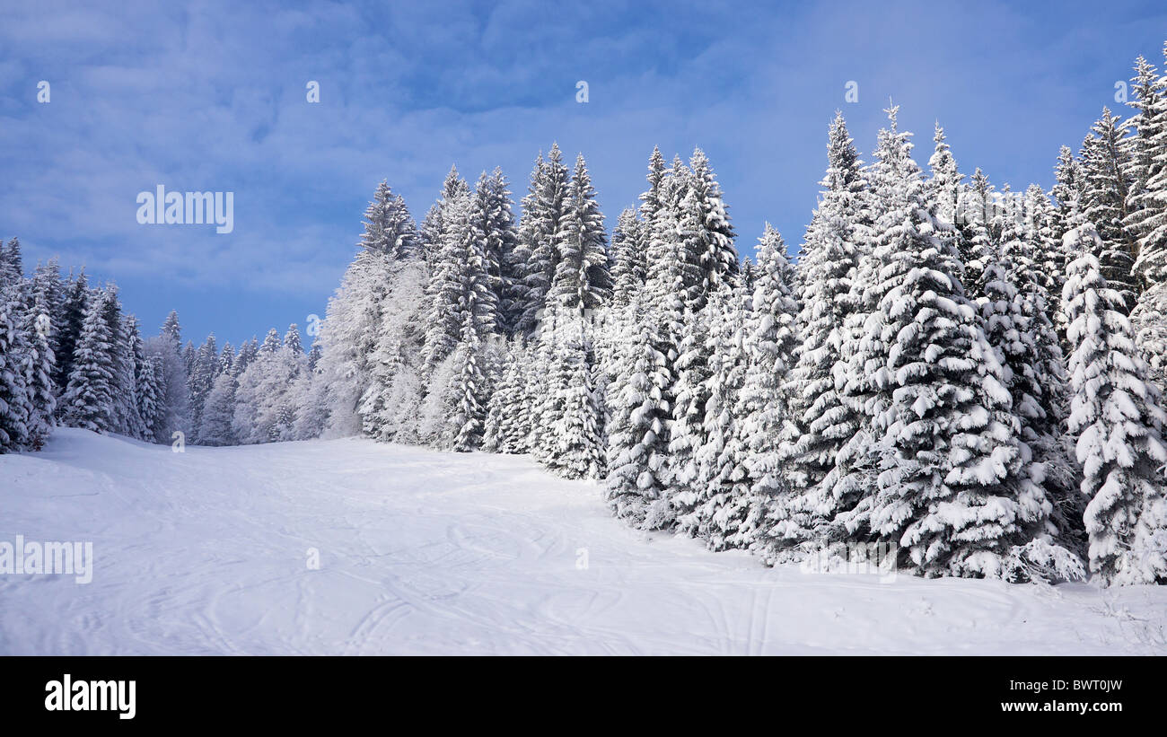 Snow-covered pine trees Stock Photo - Alamy
