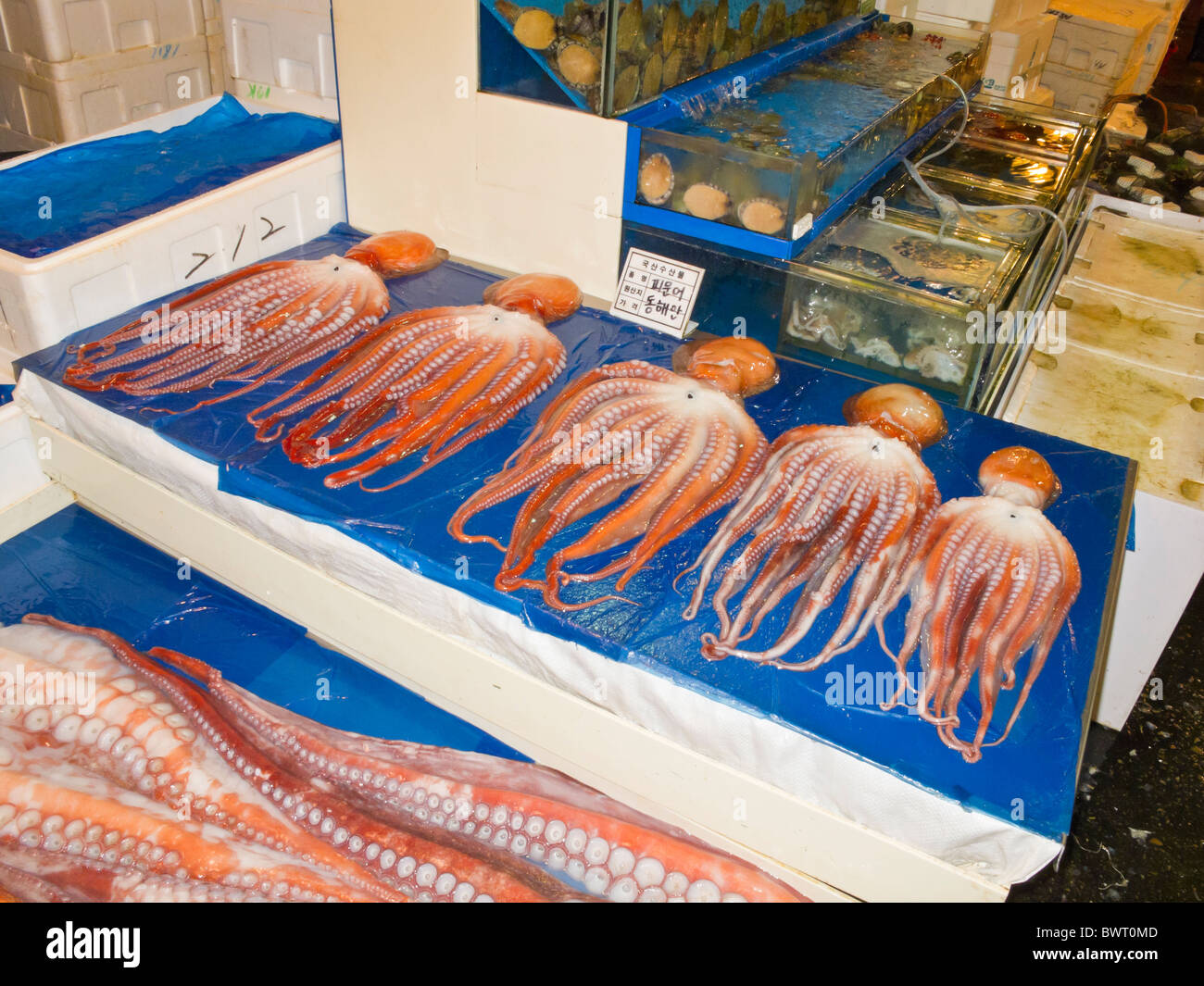 Octopus for sale at Noryangjin fish market, Seoul, South Korea Stock ...