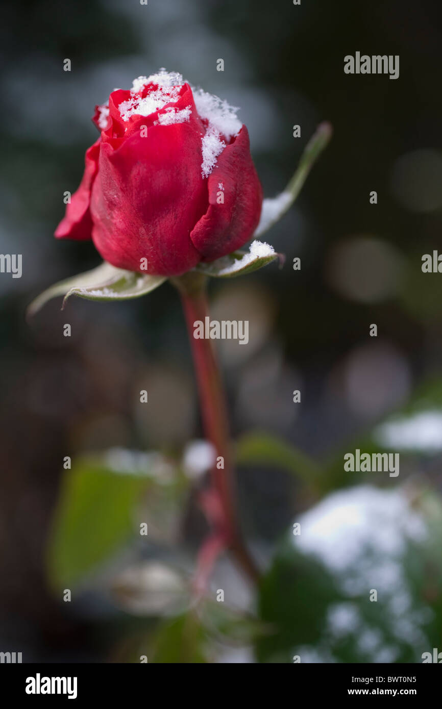 A snow covered red rose in the winter sunshine Stock Photo - Alamy