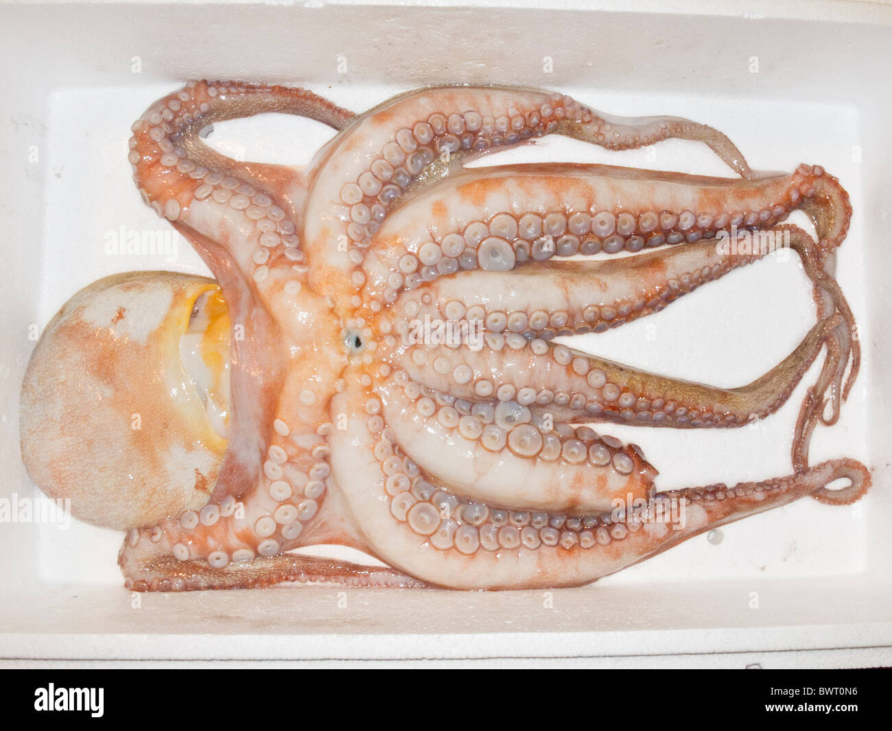 Octopus for sale at Noryangjin fish market, Seoul, South Korea Stock ...