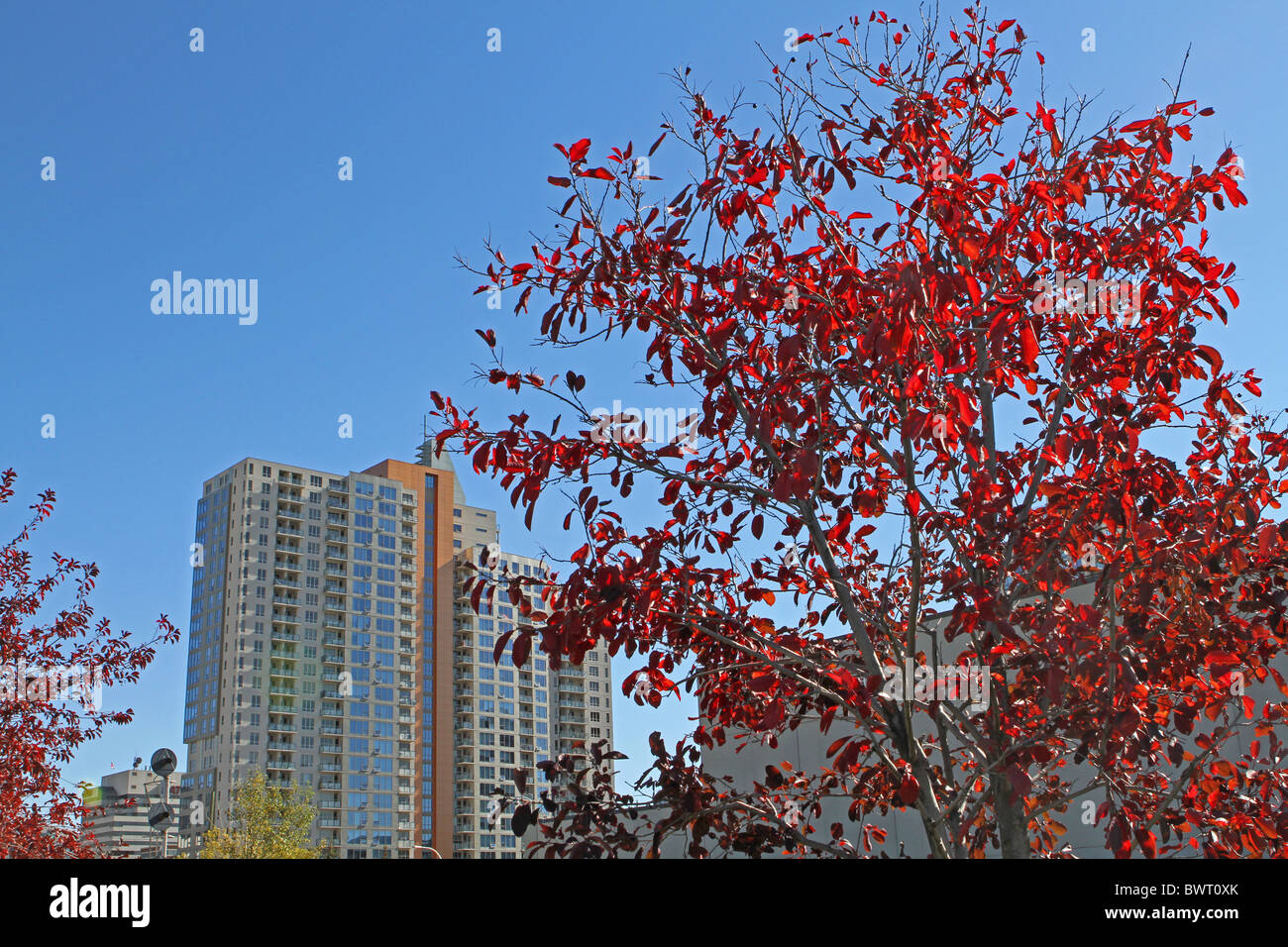 Blue mountains ash hi-res stock photography and images - Alamy