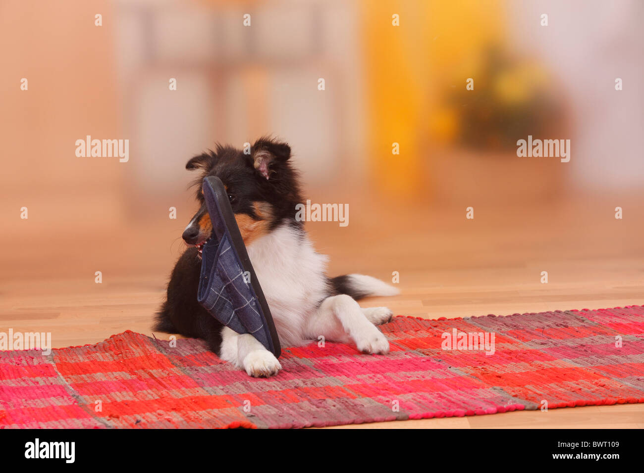 Sheltie, puppy, 4 1/2 months / Shetland Sheepdog, slipper, phase of ...