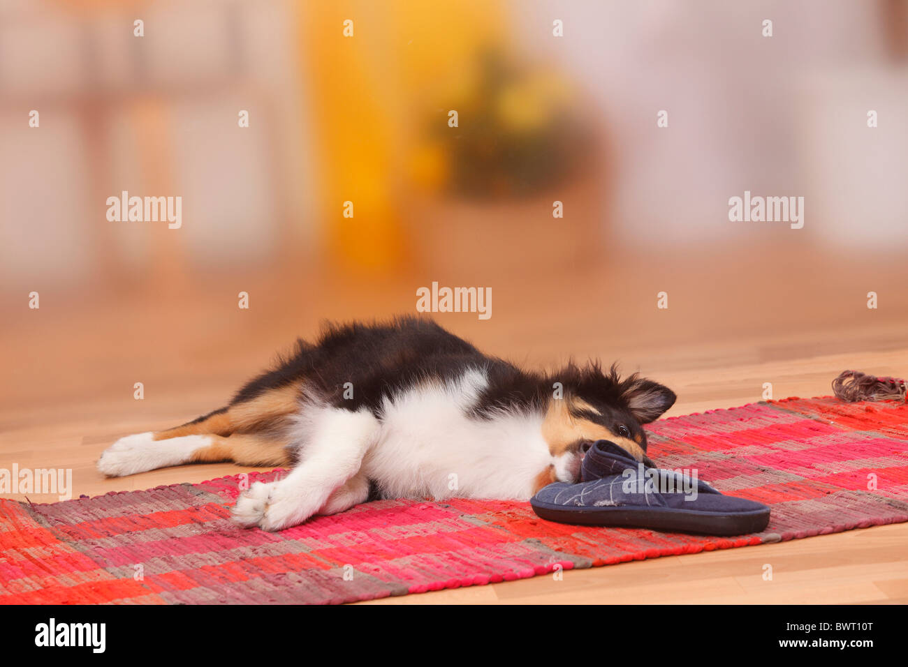 Sheltie, puppy, 4 1/2 months / Shetland Sheepdog, slipper, phase of ...