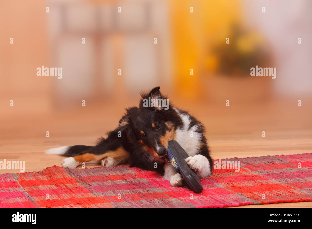 Sheltie, puppy, 4 1/2 months / Shetland Sheepdog, slipper, phase of ...