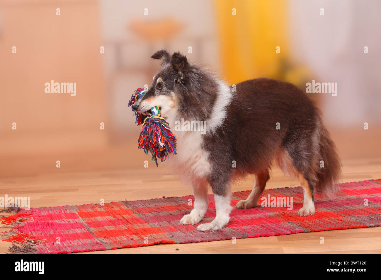 Sheltie, 9 years old / Shetland Sheepdog, toy Stock Photo - Alamy