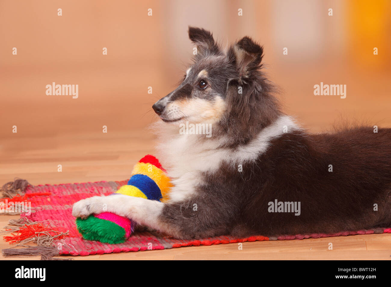 Sheltie, 9 years old / Shetland Sheepdog, toy, side Stock Photo - Alamy