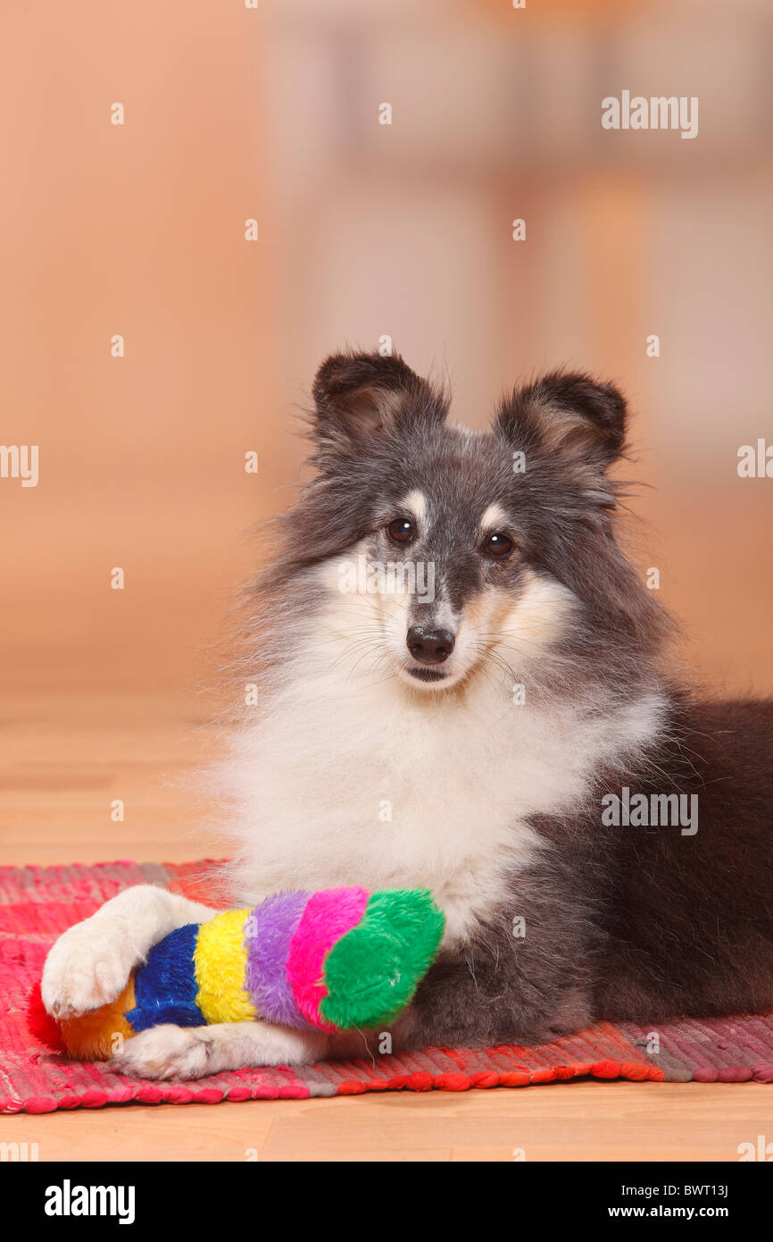 Sheltie, 9 years old / Shetland Sheepdog, toy Stock Photo - Alamy