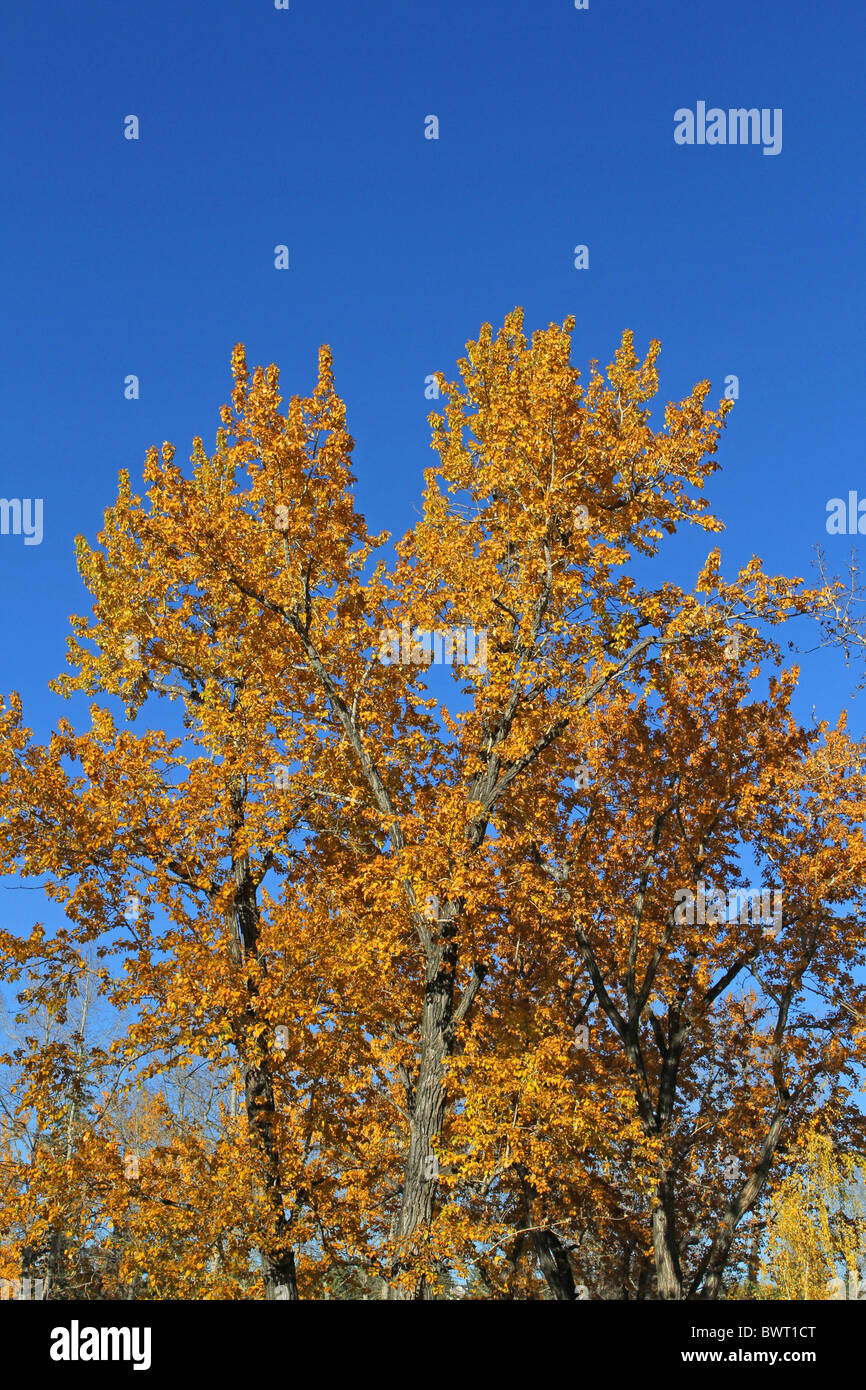 Autumn fall seasons hi-res stock photography and images - Alamy