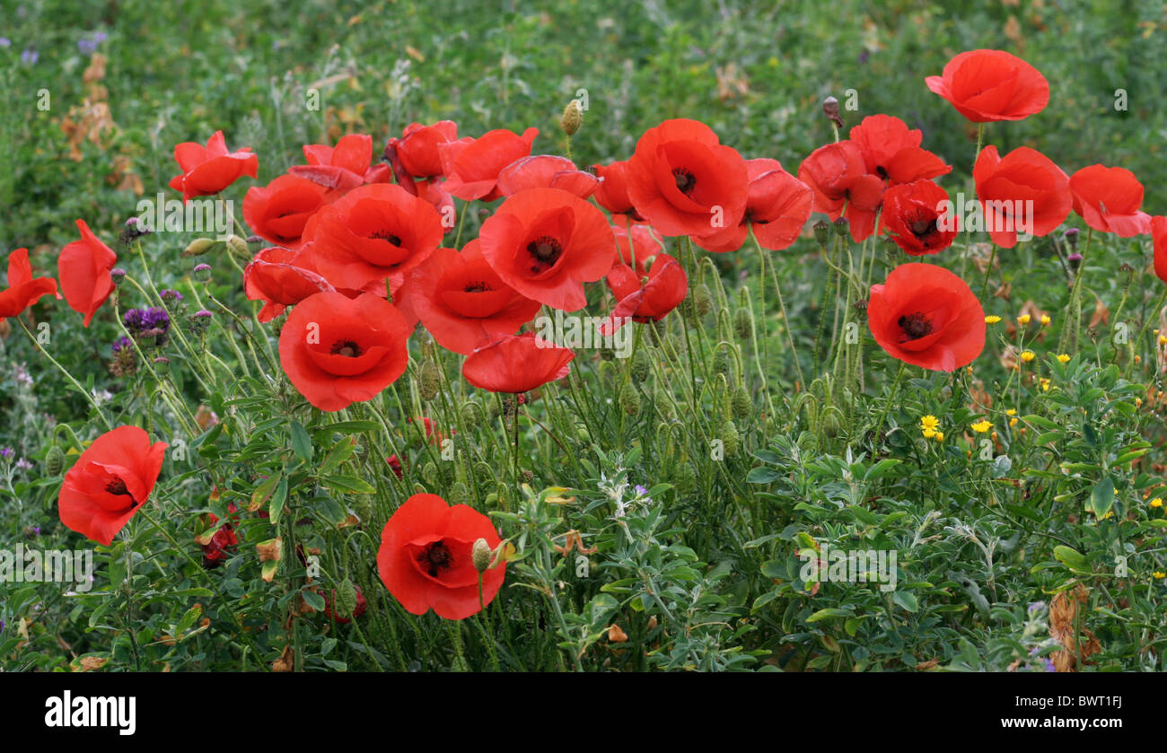 Red poppies growing in a field, Calabria, Italy Stock Photo - Alamy