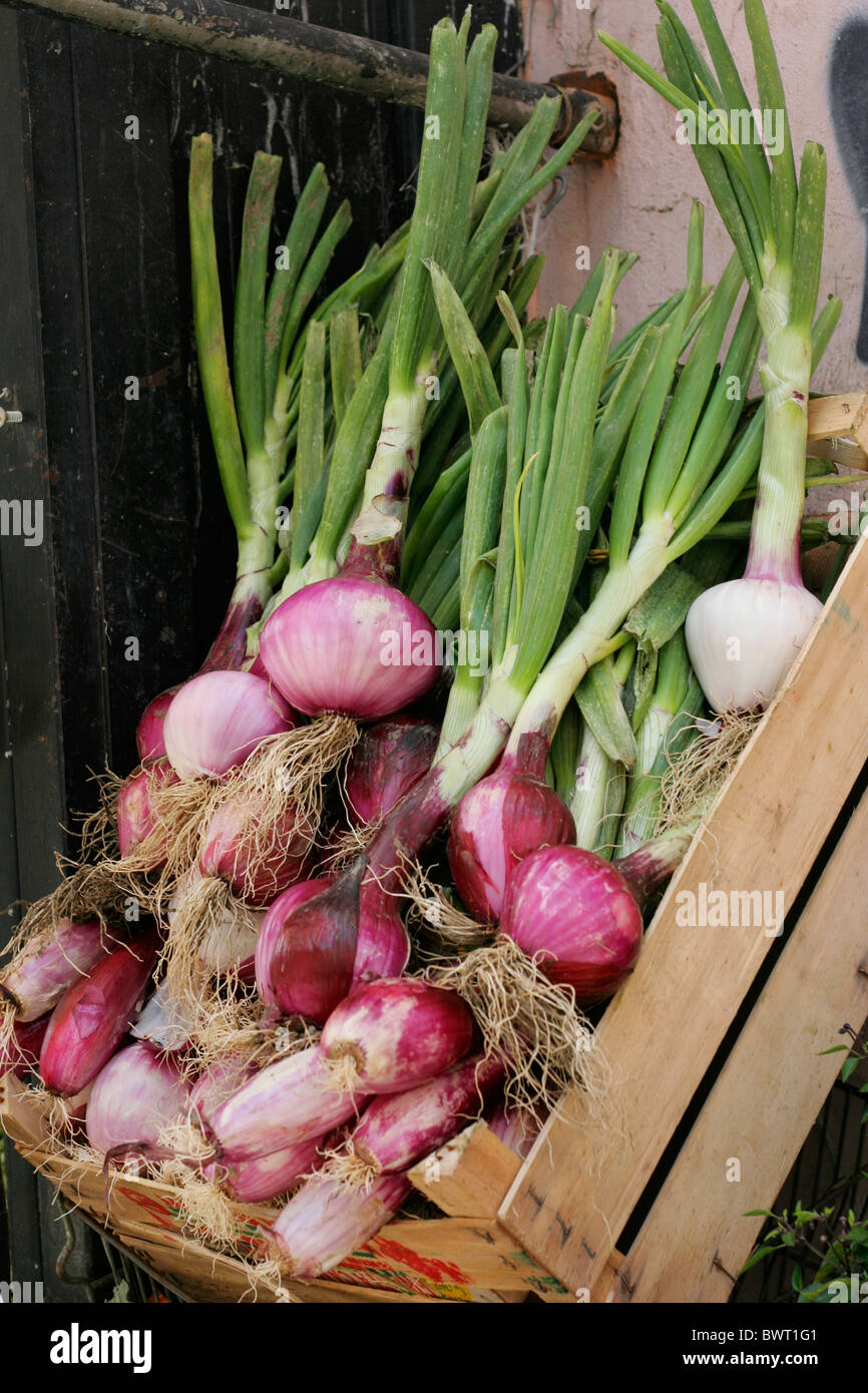 Red spring onions in a crate, Calabria, Italy Stock Photo - Alamy