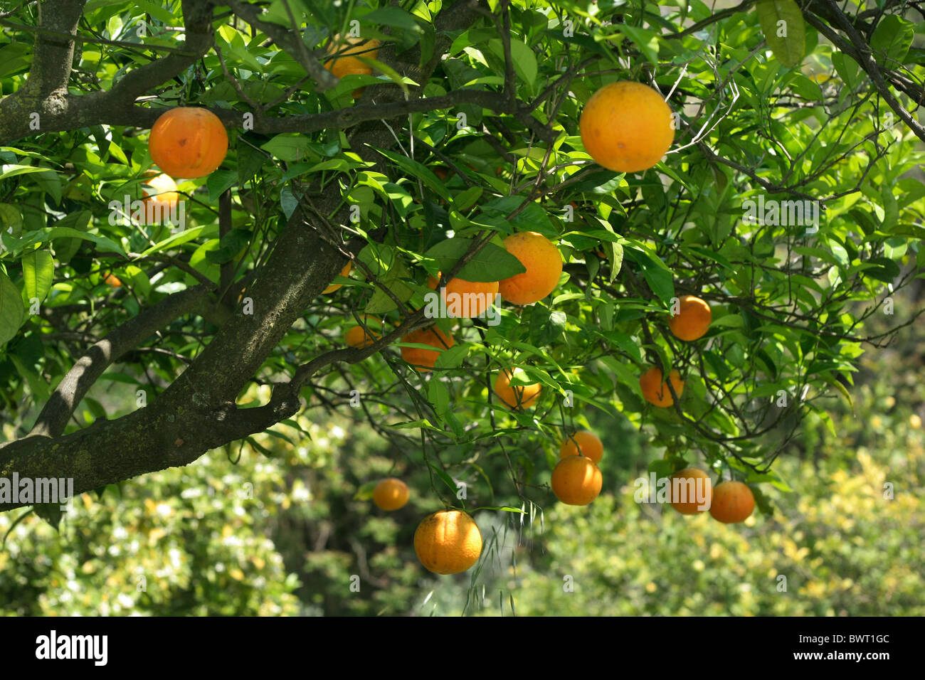 Italian oranges hi-res stock photography and images - Alamy
