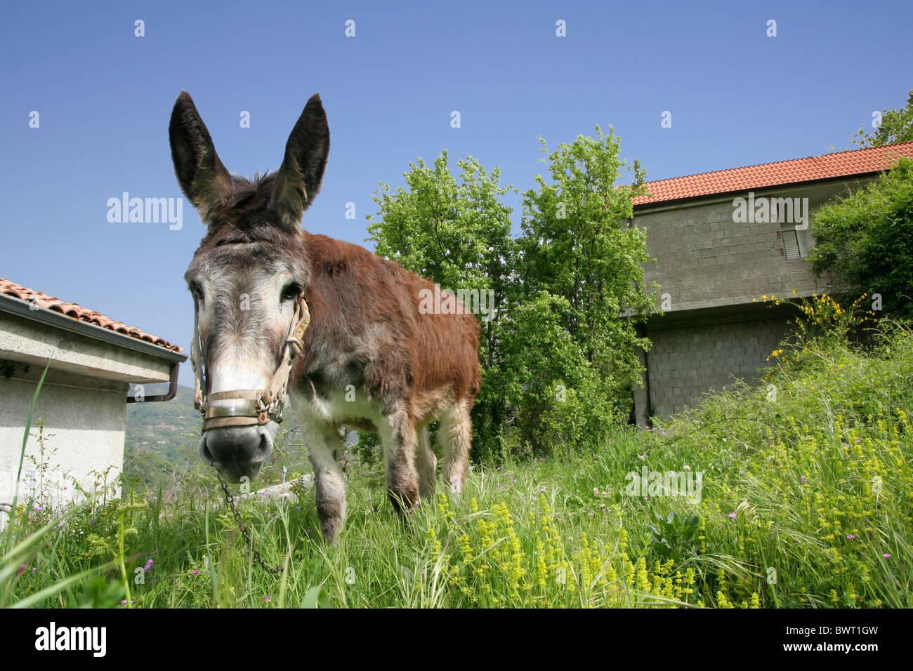 Portrait of a donkey, Calabria, Italy Stock Photo - Alamy