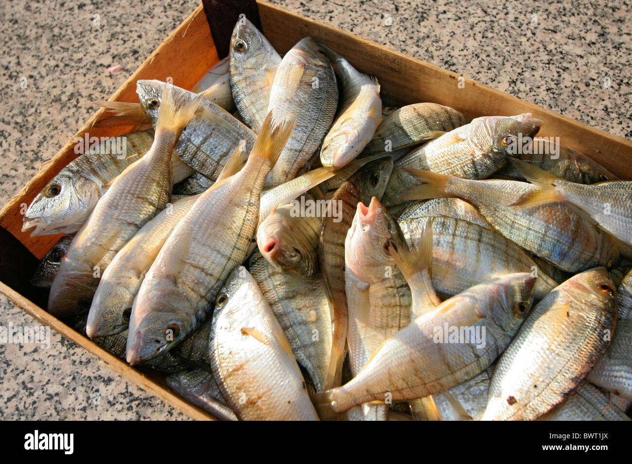 Crate of fresh fish, Italy Stock Photo - Alamy