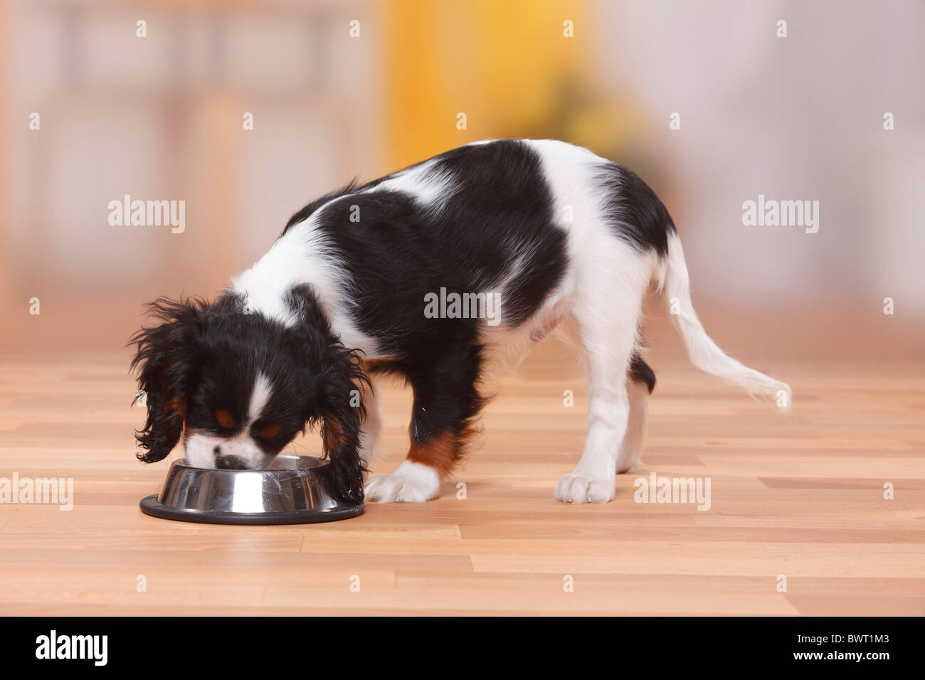 Cavalier King Charles Spaniel, puppy, tricolour, 13 weeks, eating from ...