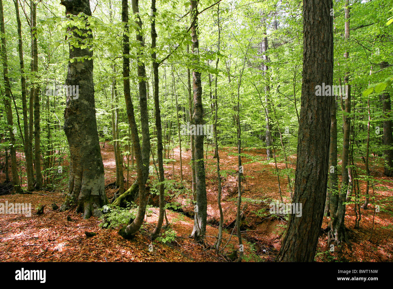 La Sila Forest, Calabria, Italy Stock Photo - Alamy
