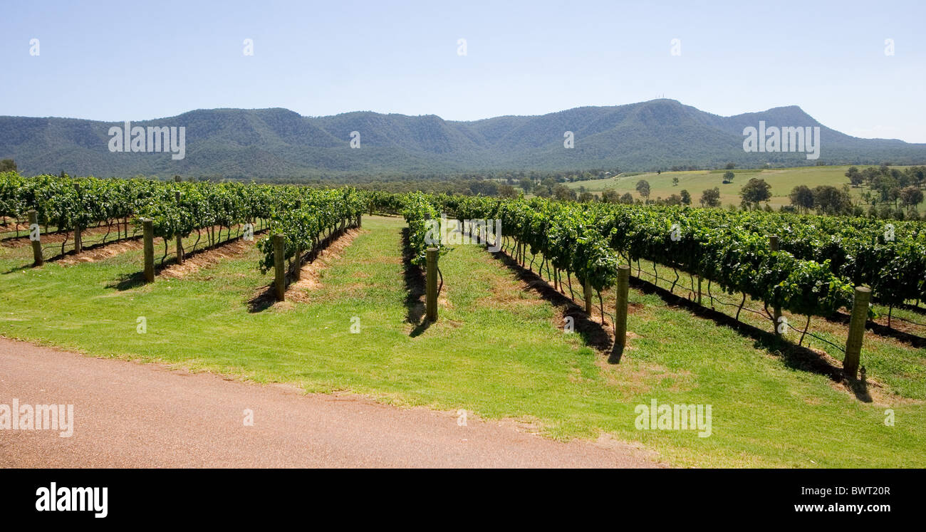 Vine region hunter valley hi-res stock photography and images - Alamy