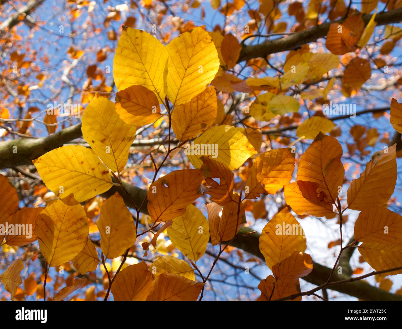 Fall sun shines through leaves hi-res stock photography and images - Alamy
